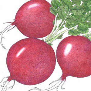 Radish German Giant