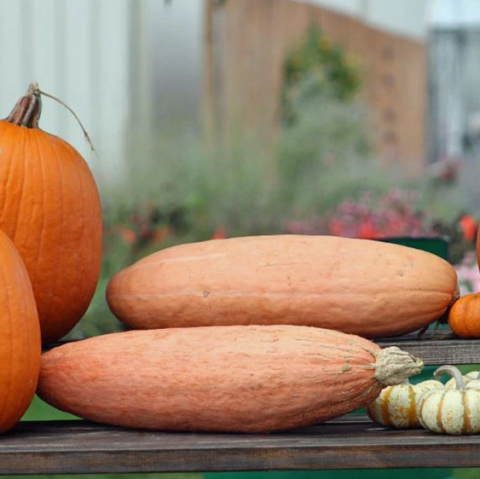 Winter Squash Jumbo Pink Banana