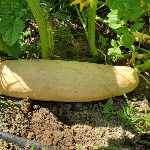 Winter Squash Candy Roaster