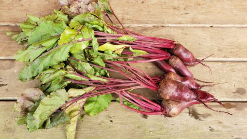 Fall Garden Crops: What to Plant in a Fall Garden