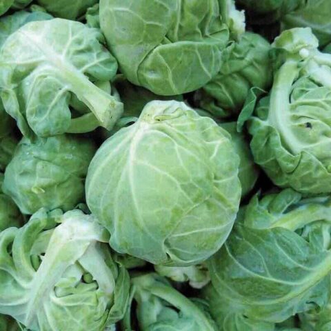 Brussels Sprouts Catskill