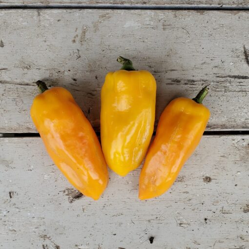 Pepper Golden Marconi