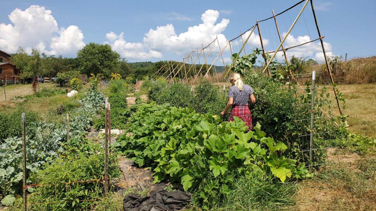 The Fastest Way to Plan Your Garden Ever Training with Paul Dysinger