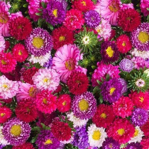 Aster Powderpuff Mix