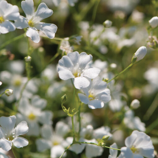 Baby's Breath Flower
