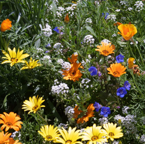 Wildflower Mix Low Growing