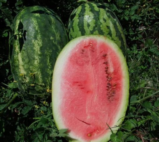 Watermelon Striped Klondike Blue Ribbon