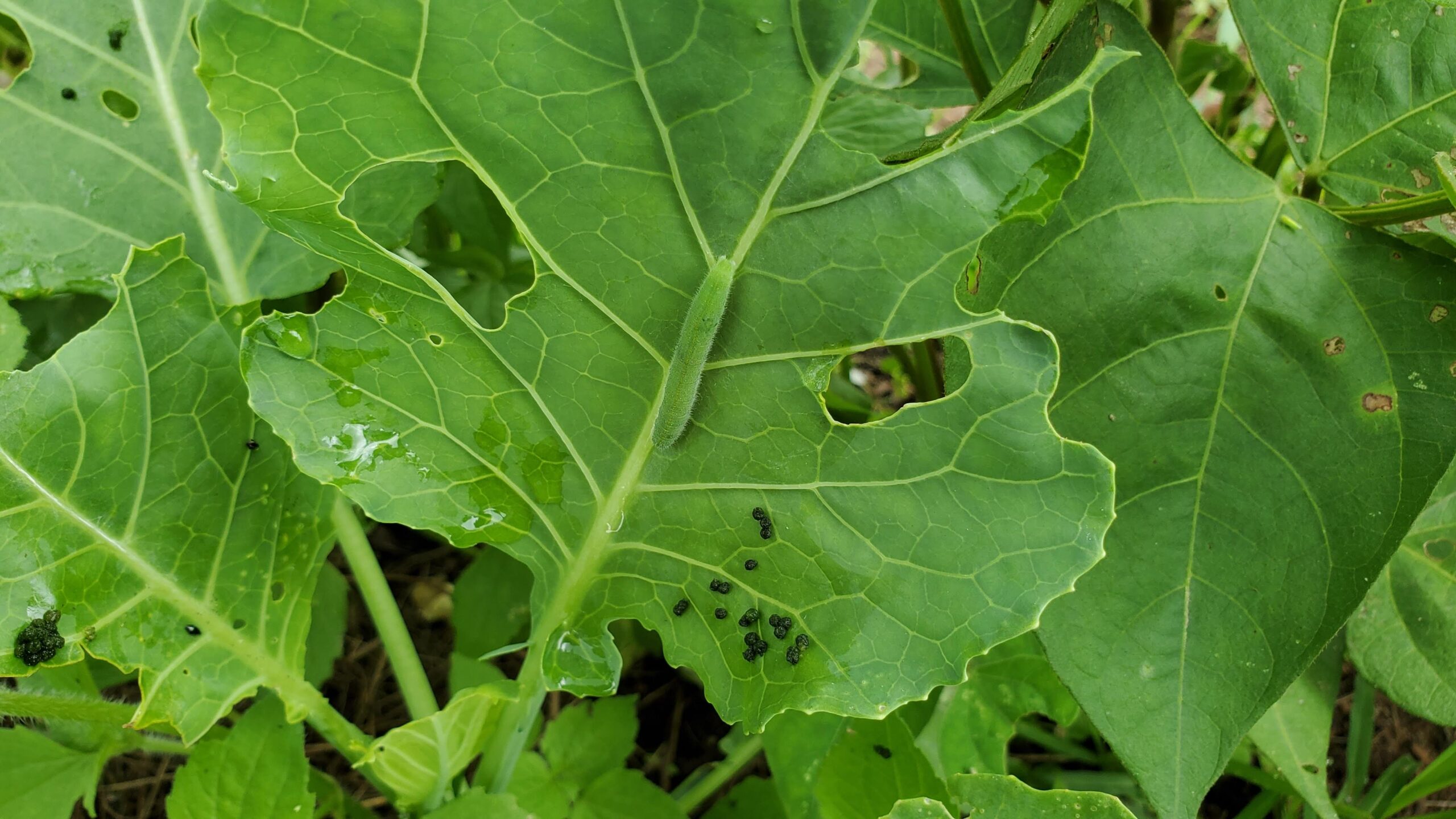 How to Control Cabbage Worms Organically