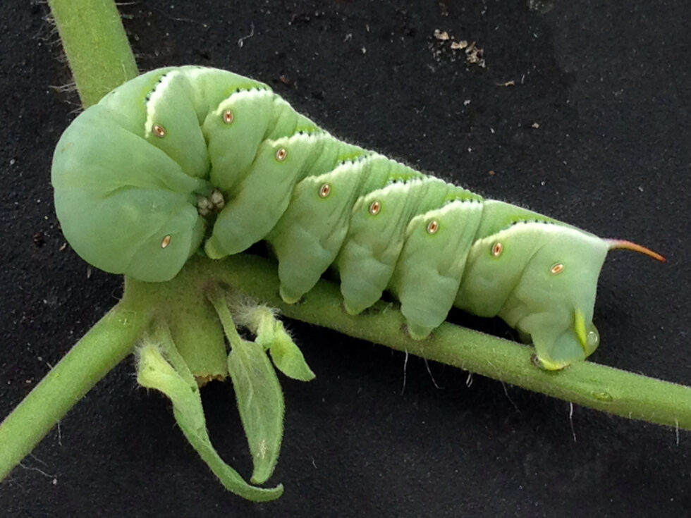 How to Get Rid of Tomato Hornworms on Tomato Plants